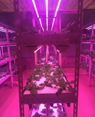 Full Spectrum T8 LED Grow Tube With Zigbee Dimming System Local Control and Central Control
