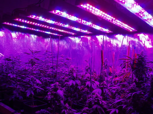 Завод AC85-265v Hydroponic растет свет водить наивысшая мощность 95 ватт растет света
