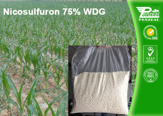 Nicosulfuron 75% WDG Selective Herbicide For Maize Annual Grass Control