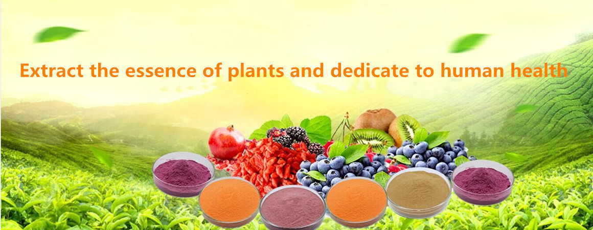 Plant Extract Powder