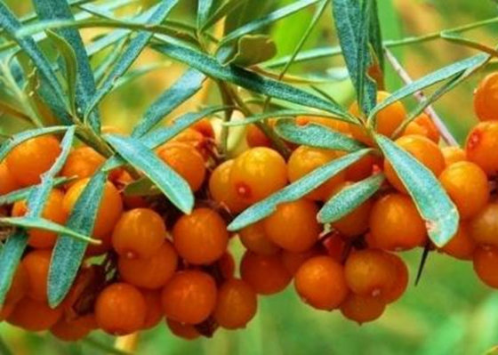 Natural Herbal Extract Seabuckthorn Extract Hippophae Rhamnoides Linn CAS 525 82 6