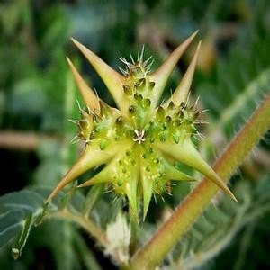 Tribulus Terrestris Extract CAS 18642 44 9 Muscle Enhancer Cholesterol Reducing