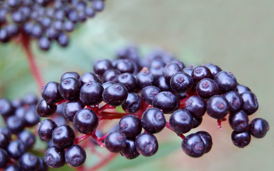 100% Pure Elderberry Fruit Powder Sambucus Nigra L. Protect And Regenerate Retinal Purple Rhodopsin