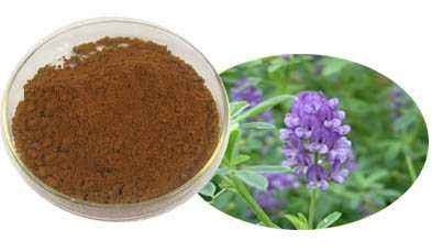 Pure Nature Ratio Extract Alfalfa Extract Alfalfa Flavonoids Inhibit Microvascular Proliferation