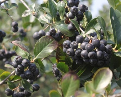 Aronia Chokeberry Fruit Juice Powder Aronia melanocarpa Michx Elliott protect the pulp