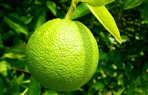 Green Kumquat Fruit Juice  Powder Healthy AndNutritious Food With Unique Flavor