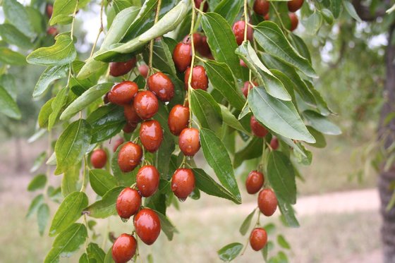Red Date 	Fruit Juice Powder Essential For Human Energy Metabolism