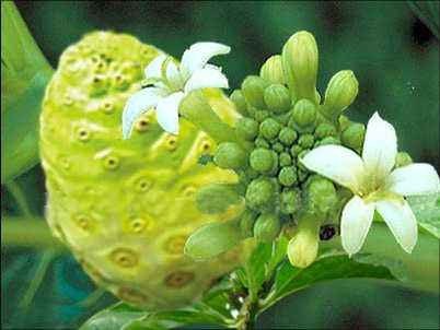 Noni Fruit Juice Powder Promote Body Metabolism Physical Fitness Significantly Improved