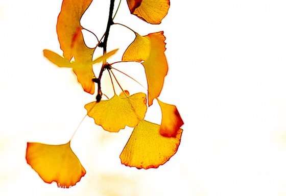 Ginkgo Biloba Plant Extract Powder, Ginkgo Flavoglycosides24%, Terpene Lactones6%