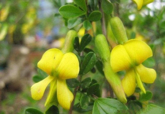 Cytisine Botanical Powder Effects With Anti Arrhythmia Anti Microbial Anti ulcer