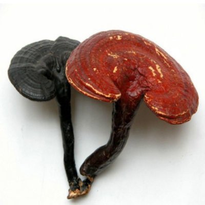 Reishi Mushroom Plant Extract Powder Polysaccharide 10%  25% Herbal Ingredients
