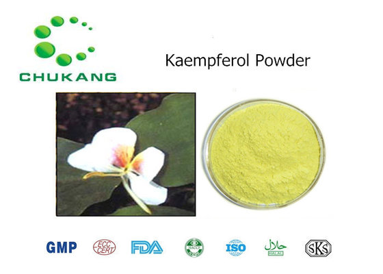 Kaempferol Botanical Powder Antiulcer Choleretic Diuretic Activity Relieving Cough