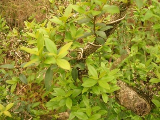 High Purity Fisetin Botanical Powder Used As anti-Inflammatory And Antiproliferative