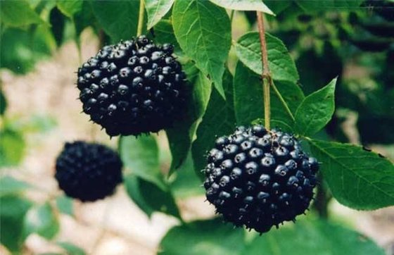 Siberian Ginseng Plant Extract Powder CAS 501 36 0 Eleutherosides