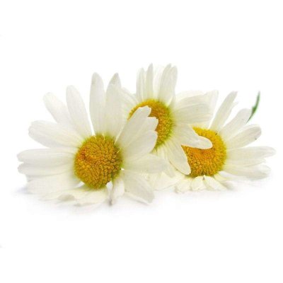 Feverfew Extract Parthenolide Plant Extract Powder Chryanthemum Parthenium