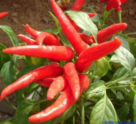 Food Ingredients Capsaicin Extract Active Component Of Chili Peppers,