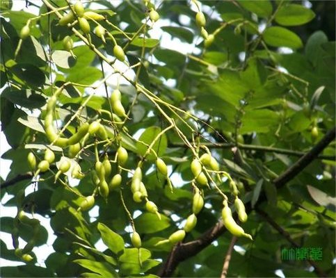 Nature High Purity Troxerutin CAS 7085 55 4 Anti-inflammatory Effects