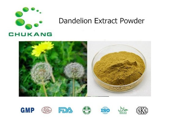 Herbal Ingredients Dandelion Extract Clearing Away Heat Toxic Substances