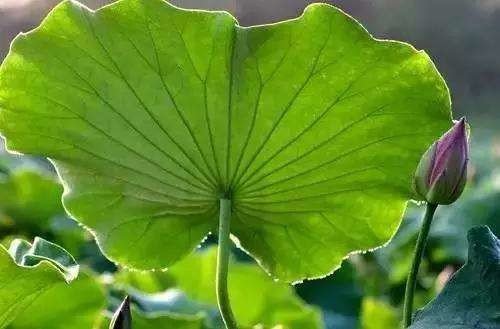 Lotus Leaf Extract Nuciferine Plant Extract Powder Nelumbo nucifera Gaertn 