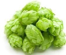 Beer Hops Extract Humulus lupulus Plant Extract Powder CAS 8060 28 4