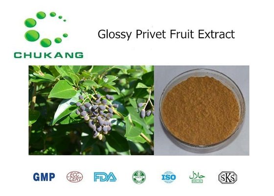 Food Ingredients Glossy Privet Fruit Extract Fructus Ligustri Lucidi