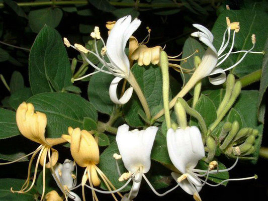 Honeysuchkle Extract Powdered Herbal Extracts Lonicerajaponica