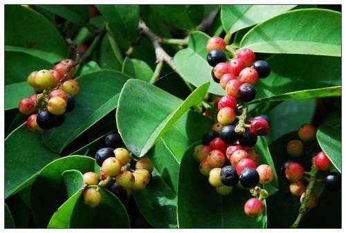 Schisandra Chinensis Extract Powdered Herbal Extracts Increase The Cellular Immune