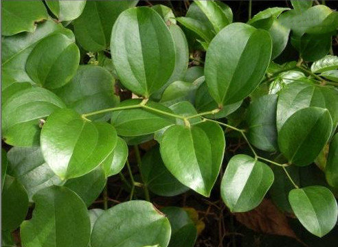 Sarsaparillia Extract Power Rhizoma Smilacis Chinensis Anti Inflammatory And Analgesic Effects