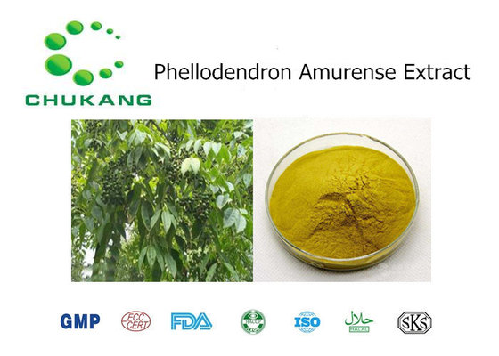 100% Nature Phellodendron Amurense Bark Extract Phellodendron Chinense Schneid Herbal Powder
