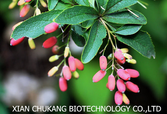 Berberis Aristata Extract Powdered Herbal Extracts Pure Nature Herbal Extract