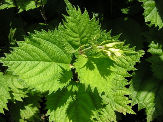 100% Natural Nettle Root Extract Medicinal Herbs Nettle Root Extract