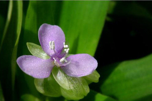 Organic Herbal Powder Cat's Claw Extract Applied In the Health And Pharmaceutical Field