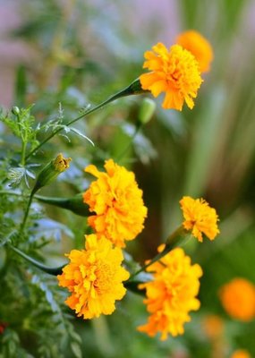 Marigold Extract Lutein Plant Extract Powder Tagetes erecta L Organic Powder