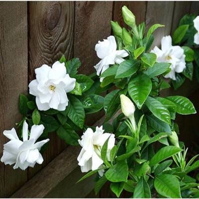 Gardenia Extract Gardenoside Plant Extract Powder CAS 94238 00 3