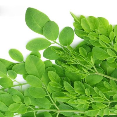 Moringa Leaf Powdered Herbal Extracts Trifolium Pratense L Food Ingredients
