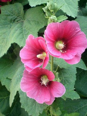 Althaea Rosea Powdered Herbal Extracts Althaea rosea Linn Cavan Food Ingredients