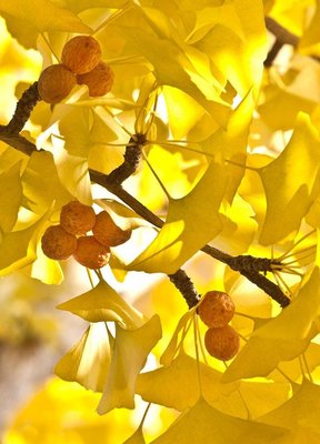 Ginkgo Biloba Powdered Herbal Extracts Reduce The Level Of Cholesterol In Human Blood