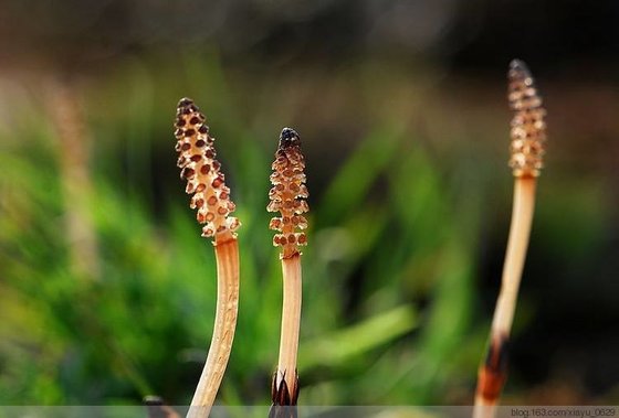 Horsetail Powdered Herbal Extracts Equisetum Arvense L Natural Herb Powder