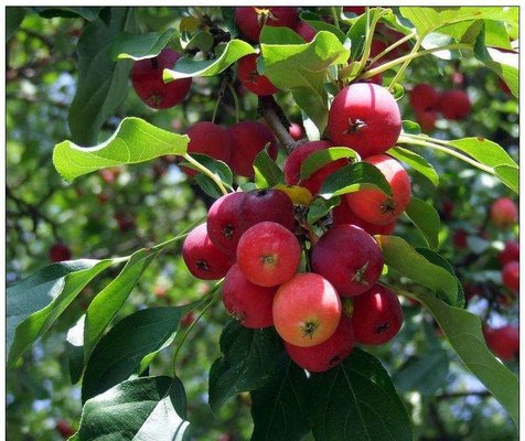 Hawthorn Leaf Powdered Herbal Extracts Crataegus Pinnatifida Bunge Herbal Ingredients