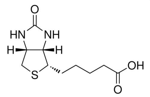 Biotin Amino Acid Powder C10H16N2O3S Molecular Formula CAS 58 85 5  To Ease Muscle Pain