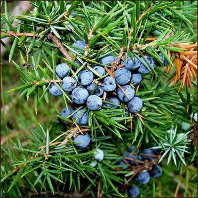 Juniper Berry Powdered Herbal Extracts Juniperus Communis Organic Herbal Powder