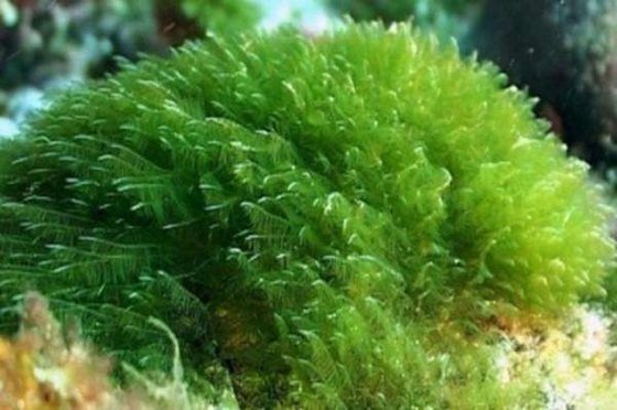 Spirulina Powdered Herbal Extracts Phycocyanin Chlorophyll Herbal Ingredients