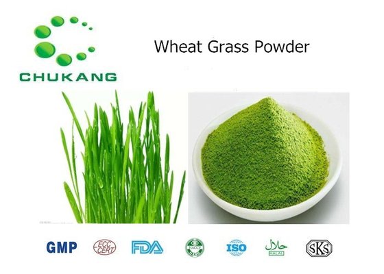 Wheat Grass Powdered Herbal Extracts Triticum Aestivum L Natural Ingredients