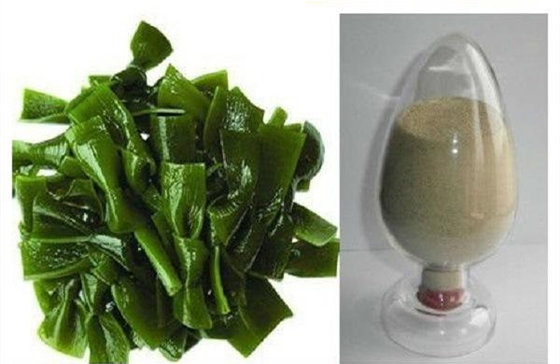 Off White Powder Natural Seaweed Extract Fucoidan Powder Fucoxanthin CAS 3351 86 8