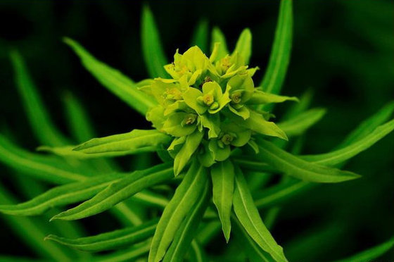 Food Field Herbal Powder / Caper Spurge Extract For Treating Edema And Eliminate Blood Stasis