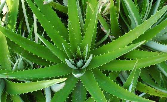 Nature Botanical Powder  Aloe Emodin Extract Cas 481 72 1 Promote Blood Circulation
