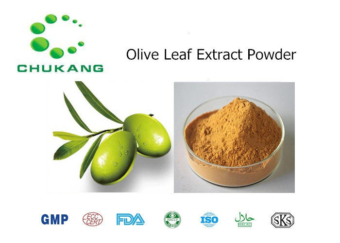 Olive Leaf Plant Extract Powder Oleuropein CAS 32619 42 4 Olea Europaea L.