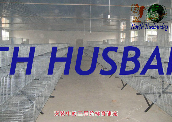 poultry cage for large scale poultry feedcage
