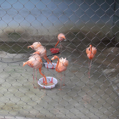 stainlesss steel cable netting used for Lion fence, animal cage in zoo, flexible,strong and light!