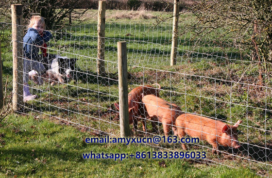 chicken wire fence, rabbit wire fence, horse wire fence, dog wire fence for sale
